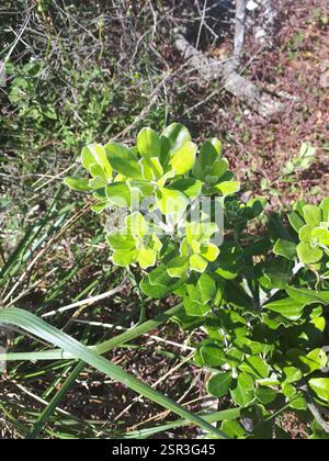 Karo (Pittosporum crassifolium), Plantae, Petone, Lower Hutt, New ...