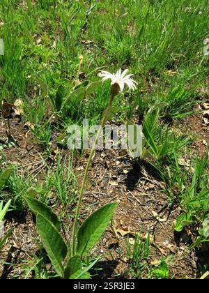 Butter Gerbera (Gerbera ambigua), Plantae, Howick, South Africa, Butter ...