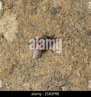 (Calliphora nigrithorax), Insecta, Lake Sorell, Interlaken, Tasmania ...