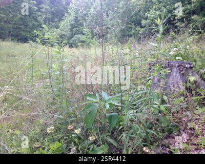 buffalo clover (Trifolium reflexum), Plantae, Marshall County, KY, USA ...