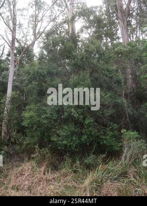 Banyalla (Pittosporum bicolor), Plantae, Sensation Gorge, Mayberry ...