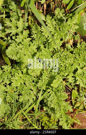 ragwort (Jacobaea vulgaris), Plantae, Sefton Park, Mossley Hill Drive ...