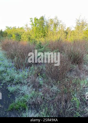 switchgrass (Panicum virgatum), Plantae, Temple, TX, US Stock Photo - Alamy