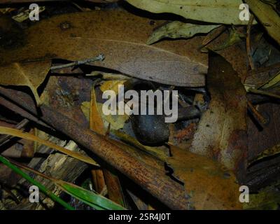 (Caryodes dufresnii), Mollusca, Truganini Track, Taroona TAS 7053 ...