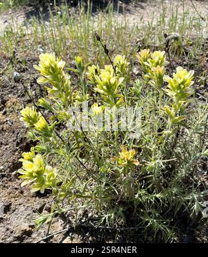 chamise (Adenostoma fasciculatum), Plantae, Fort Ord National Monument ...