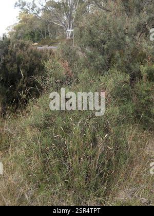 Small-fruit Hakea (Hakea microcarpa), Plantae, Launceston TAS ...
