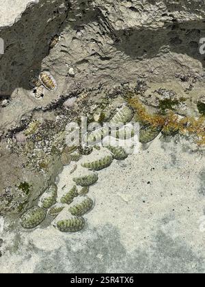 West Indian Green Chiton (Chiton tuberculatus Stock Photo - Alamy