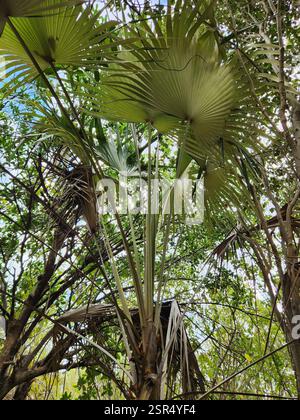 Cayman silver thatch palm (Coccothrinax proctorii), Plantae, 19. ...