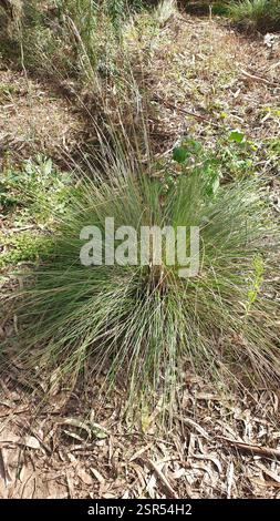common tussock grass (Poa labillardierei), Plantae, Bulla VIC 3428 ...
