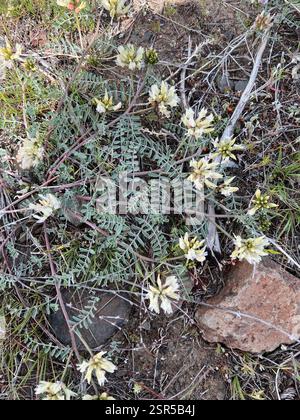 spiral-pod milk-vetch (Astragalus speirocarpus), Plantae, Kittitas ...