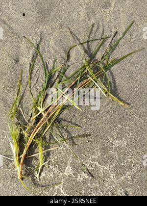 Nana (Zostera muelleri novozelandica) Plantae Stock Photo - Alamy