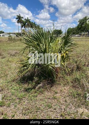cabbage palmetto (Sabal palmetto), Plantae, Florida Atlantic University ...
