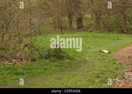 Eurasian Magpie (Pica pica), Aves, Sefton Park, Mossley Hill Drive ...