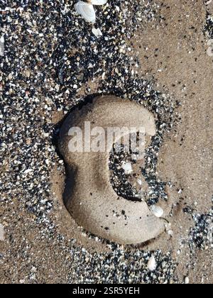 Moon Snails (Naticidae), Mollusca, North Ayrshire Council, UK, Eggs ...