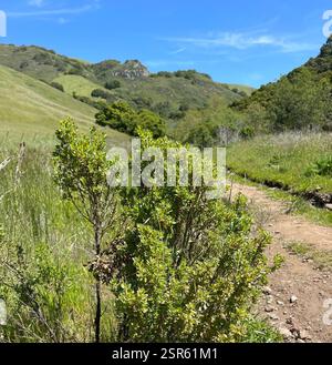 Coyote brush (Baccharis pilularis) flowers and seeds, San Francisco bay ...