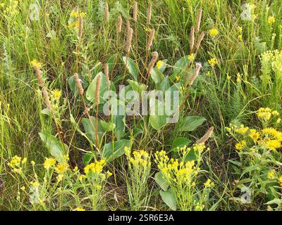(Plantago maxima), Plantae, Есильский район, Казахстан Stock Photo - Alamy