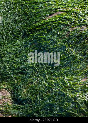 Seaweed on the Beach in Penarth South Wales UK Stock Photo - Alamy