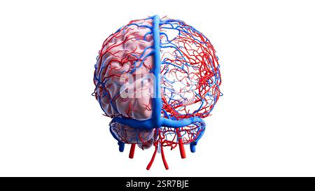 Illustration of the human brain vasculature, showing the intricate ...