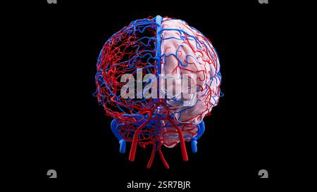 Illustration of the human brain vasculature, showing the intricate ...