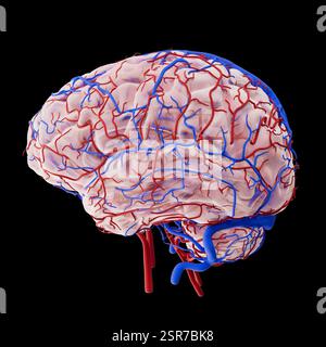 Illustration of the human brain vasculature, showing the intricate ...