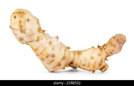 Close up of fresh galangal aka ginger root, isolated on a white ...