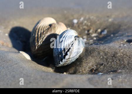 Muscheln am Strand von Römo, Stilleben, Herzmuscheln Stock Photo - Alamy