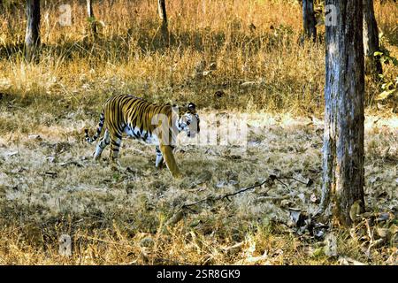 Tiger walking, Tadoba Wildlife Sanctuary, Chandrapur, Maharashtra ...