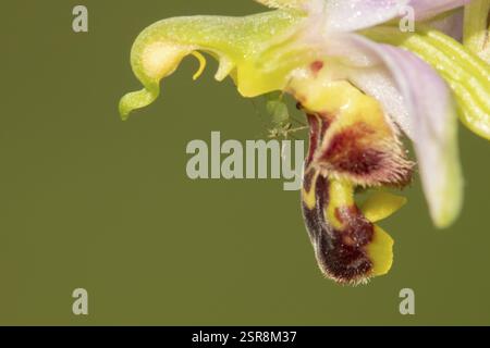 Aphid adult insect on a Bee orchid (Ophrys apifera) flower in summer ...