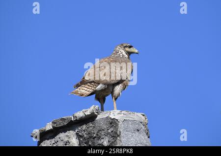 Cuban red-tailed hawk, Cuban falcon (Buteo jamaicensis solitudinis) in ...