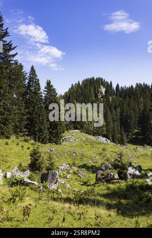 Alpine pasture area on the Postalm with Rinnkogel, Osterhorn Group ...