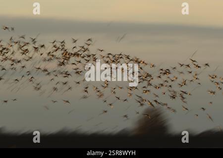 Slow motion birds flying in front of cloudscape with sunset light ...