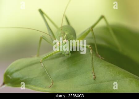 Speckled bush-cricket in its habitat in Denmark Stock Photo - Alamy
