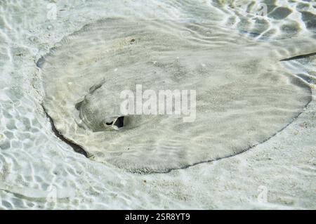 Atlantic stingray (Hypanus sabinus) in shallow water, Cuba, Caribbean ...