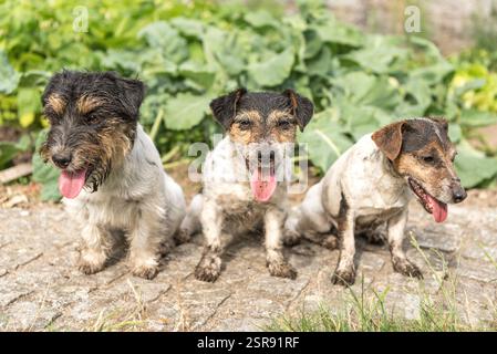Group of happy dirty little Jack Russell Terrier dogs after walk Stock ...