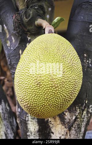 Jackfruit tree, india, asia Stock Photo - Alamy