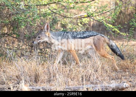 Black-backed jackal (Canis mesomelus), also known as the silver-backed ...