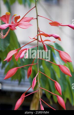 Pride of Burma flower (Amherstia nobilis Stock Photo - Alamy