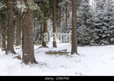 Wintertag im Taunus Blick auf die Winterlandschaft am Großen Feldberg ...
