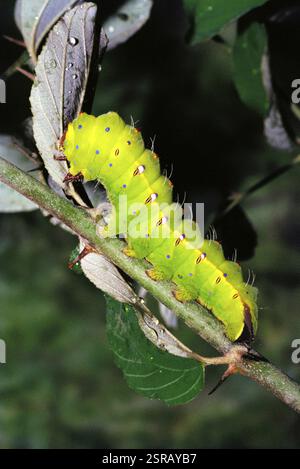 tussar moths (Antheraea Stock Photo - Alamy