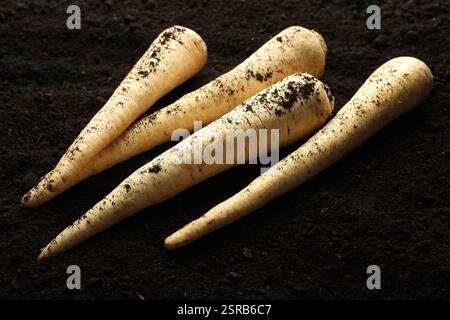 Many raw parsley roots on soil, top view and space for text. Root ...
