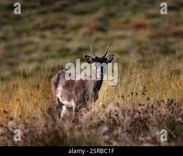 FALLOW DEER AT PETWORTH PARK, WEST SUSSEX. PIC MIKE WALKER, MIKE WALKER ...