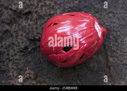 Spices, mace jatipatri dried lacy red covering arillus of seed nutmeg ...
