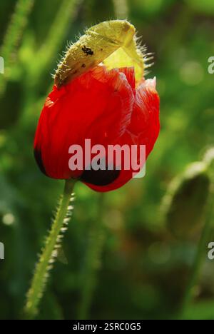 Poppy bud under process of opening, Jodhpur, Rajasthan, India, Asia ...