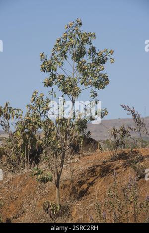 Wild Trees, Pune, Maharashtra, India, Asia Stock Photo - Alamy