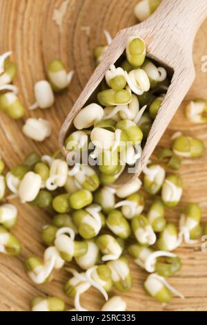 Sprouted green mung beans. Mung sprouts in plate on black table Stock ...