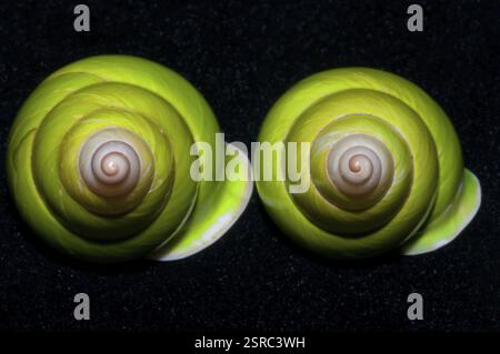 Green Snail, Manus Island, Papua New Guinea Stock Photo - Alamy