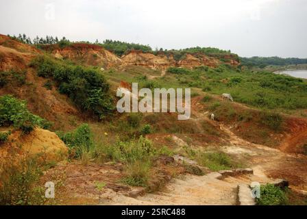Eroded river bank shows coloration of red soil, Medinipur, West Bengal ...