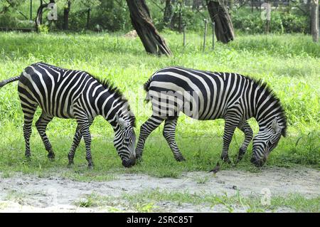 Zebra eating grass in zoo, Delhi, India, Asia Stock Photo - Alamy