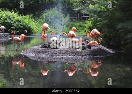 Birds, American flamingos in Bronx zoo, New York, USA United States Of ...