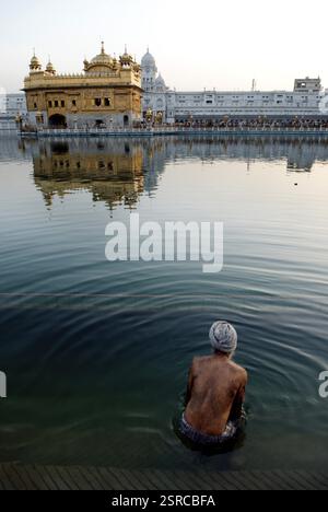 Sikh devotee take deep into holy Amrit sarovar or pond near Golden ...